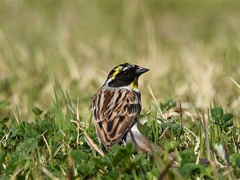ミヤマホオジロ成鳥夏羽06