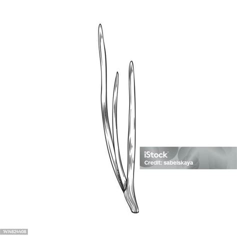 가리비 또는 봄 양파 흰색 배경에 고립 된 흑백 스케치 벡터 일러스트레이션 고풍스런에 대한 스톡 벡터 아트 및 기타 이미지