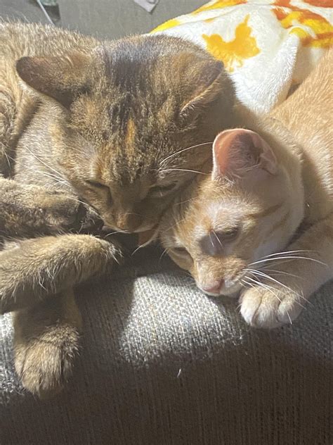 Solutions For Loose Neck Joint On Luffy R SHFiguarts