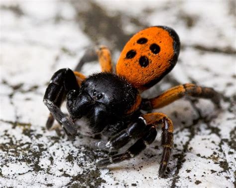 Catalogue Of Organisms The Velvet Spiders High Society