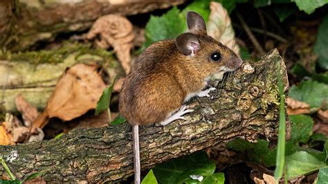 Exploring the Intriguing World of Mice: 5 Key Facts