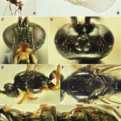 List Of Records Of Habrobracon And Bracon Spp On Lobesia Botrana