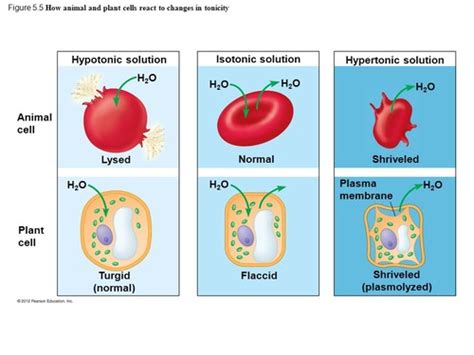 Plant Cell In Hypotonic Solution