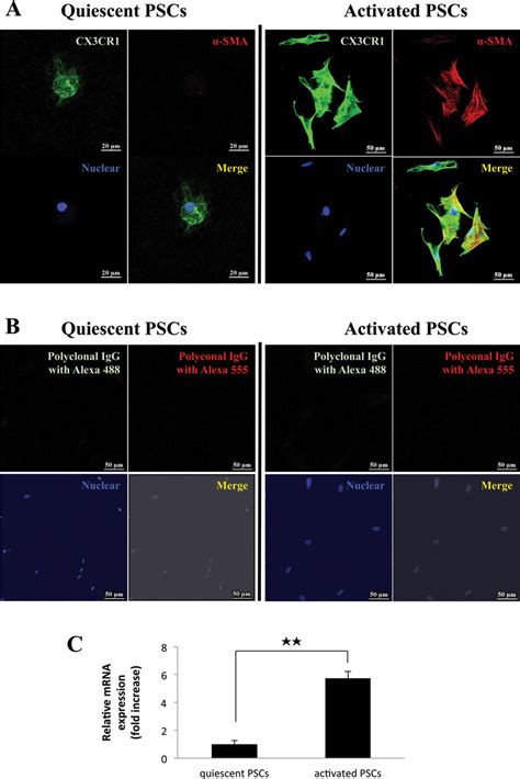 Both Quiescent And Activated Normal Pancreatic Stellate Cells Pscs