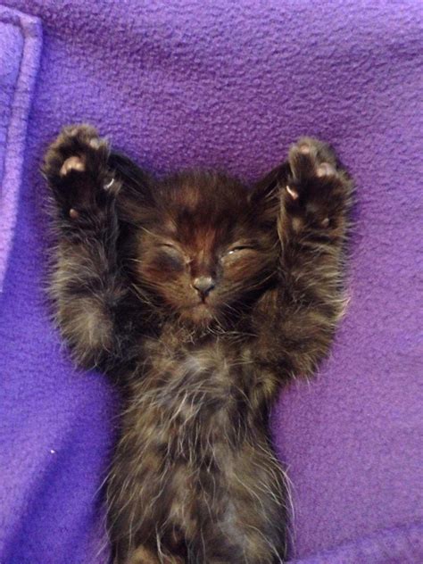 151 Best Squanchy Images On Pholder Rickandmorty Aww And Funkopop