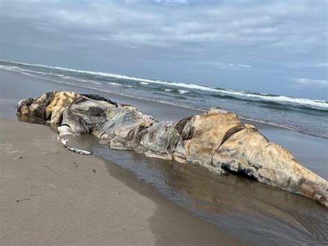 Oregon State Parks Shoots Down New Exploding Whale Rumors