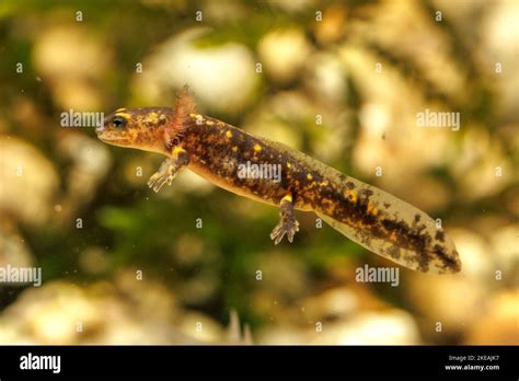 European Fire Salamander Salamandra Salamandra Larva With Outer