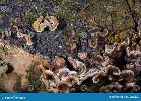 Auricularia Mesenterica Saprophytic Fungus Growing On An Old Tree