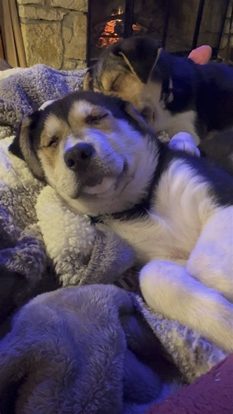 Snoozing Rpuppy