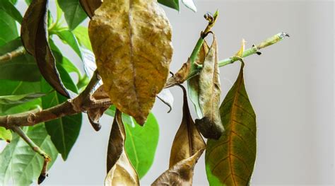 Why Do Gardenia Leaves Turn Yellow Causes Prevention And 54 Off