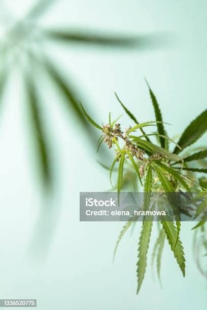허브 대체 의학 개념 녹색 파스텔 배경에 여성 마리화나 꽃과 잎을 꽃 0명에 대한 스톡 사진 및 기타 이미지 0명 Cbd