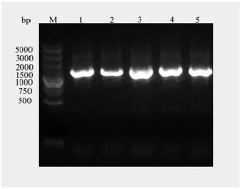 Chickenpox Zoster Virus Glycoprotein E Gene Expression Vector