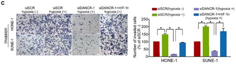 Long Non Coding Rna Dancr Stabilizes Hif 1α And Promotes Metastasis By