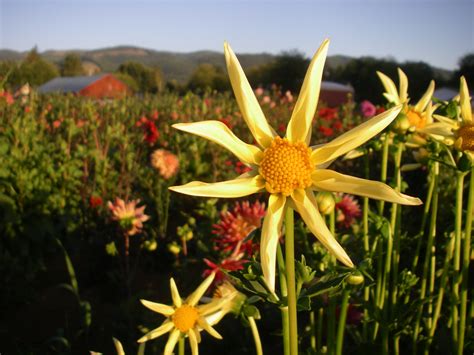 Honka Old House Dahlias