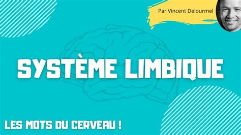 Le SYSTEME LIMBIQUE YouTube