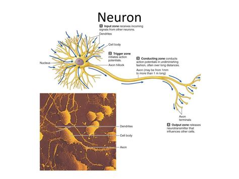 Ppt Neuron Powerpoint Presentation Free Download Id 1716703