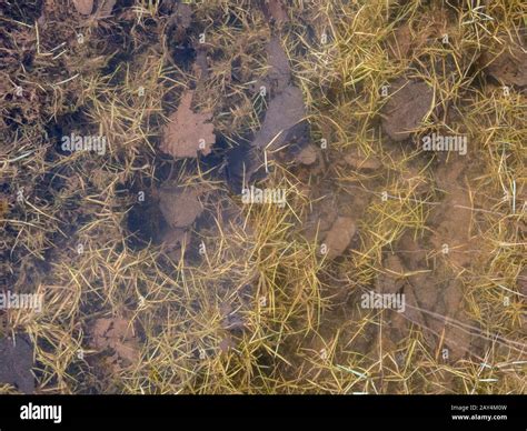 Grass Struggling To Grow After Being Submerged By Water For A Period Of Time Inundated Concept