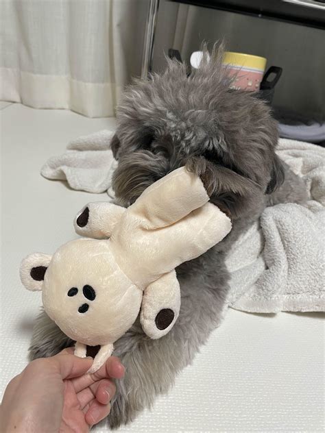 강아지 장난감 추천아우스리푸 버디베어터그놀이삑삑이인형