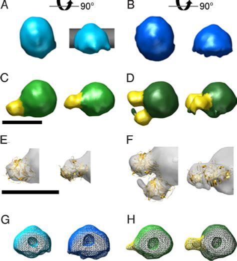 Class Averages Of The Tatbc Complex With And Without Bound Substrate