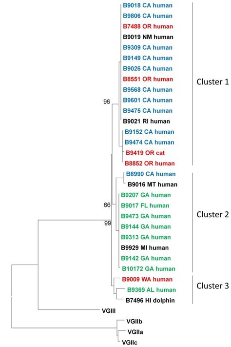 the neighbor joining tree was constructed using the maximum likelihood