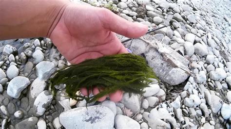 ხავსის მოპოვება და შენახვა Youtube