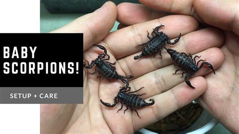 New Pets Baby Asian Scorpions Heterometrus Spinifer Youtube