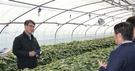 잎들깨 생산에 어려움은 없나요” 딸기 재배기술 괜찮나요