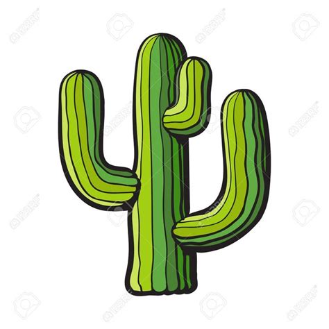 Cactus Dibujo Ilustración Vectorial Cactus Dibujo Manos Dibujo