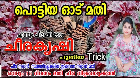 പൊട്ടിയ ഓട് മതി ചീര എന്നും കറി വെക്കാം ചീര ഓടിൽ Cheera Poppy Happy Vlogs Youtube