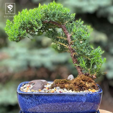 بونسای Bonsai روش نگهداری بهترین قیمت گل آپارتمانی گل باما