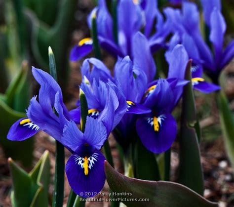 Iris Reticulata Some Lovely Dwarf Irises Beautiful Flower Pictures Blog