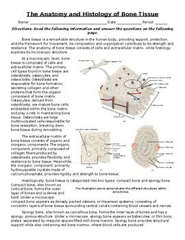 The Anatomy And Histology Of Bone Tissue Text Images And Assessment