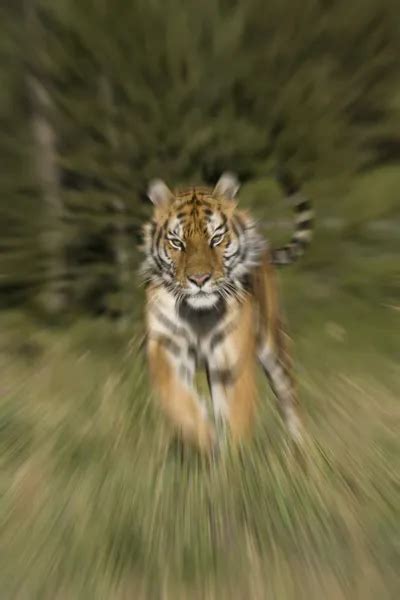 ᐈ Tiger Pouncing Stock Images Royalty Free Pouncing Photos Download On Depositphotos®