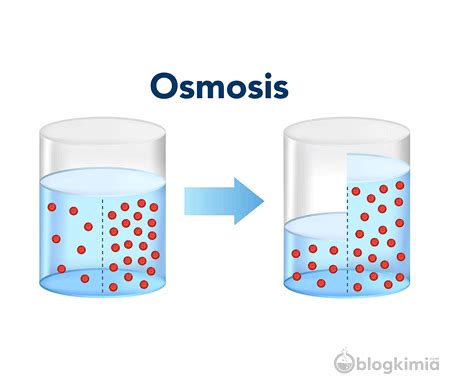 Faktor Yang Mempengaruhi Tekanan Osmosis Blog Kimia
