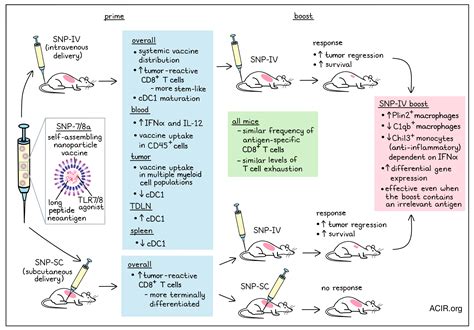 Not All Routes Lead To Rome Administration Route Affects Vaccine Responses