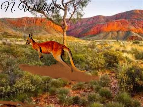 Dingo Vs Kangaroo By Relampagoleandro7800 On Deviantart