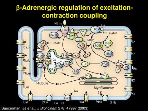 Ppt Thursday Monodomain Modeling In Cardiac Electrophysiology Powerpoint Presentation Id