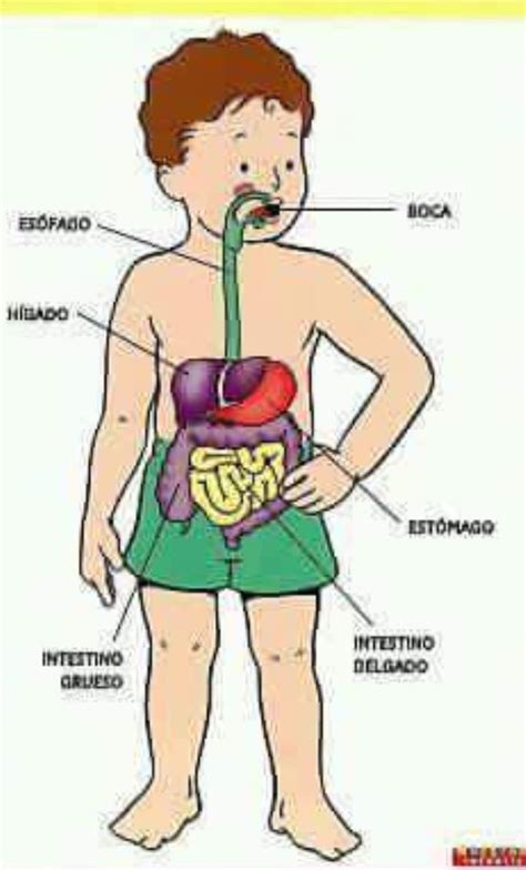 Dibujos Del Aparato Digestivo Respiratorio Y Circulatorio La Nutrici