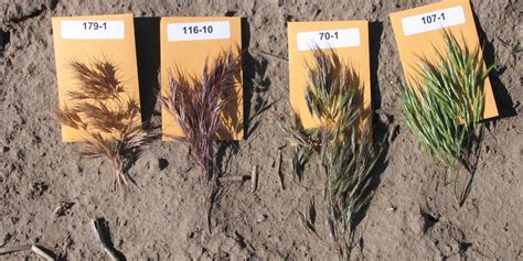 Outsmarting Cheatgrass Wa Grains