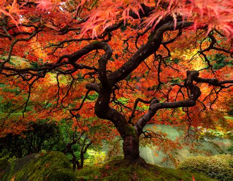 Oregons Most Famous Tree Portland Japanese Garden As The Fall Colors