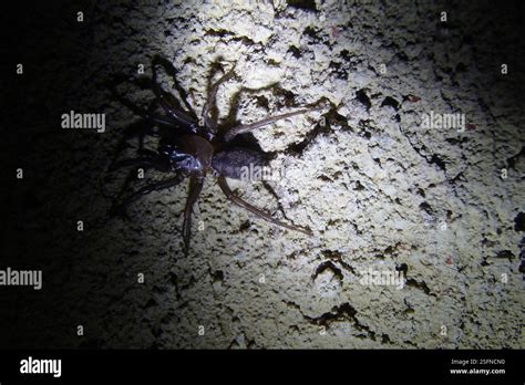 Paraembolides Variabilis Arachnida 62 Railway Parade Wentworth Falls Nsw 2782 Australia