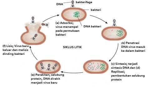 Gambar Siklus Hidup Peranan Virus Mahkota Sains Litik Gambar Daur Di
