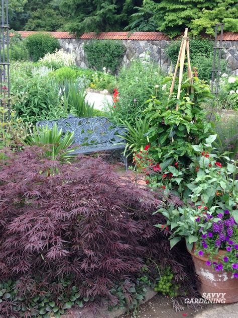 When To Prune Japanese Maple Trees And How To Do It Right