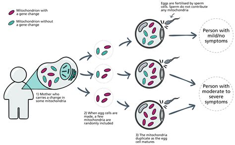 Visual Communication Aid Mitochondrial Inheritance — Knowledge Hub