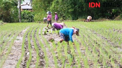 Penjualan Pupuk Subsidi Di Atas HET Bikin Petani Meradang