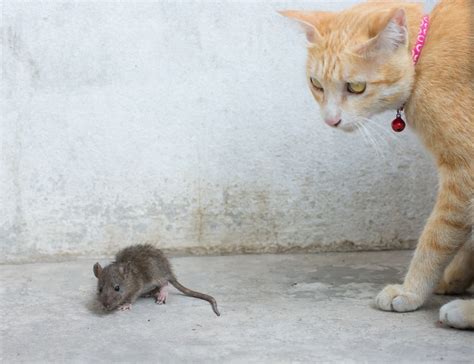 Why Do Cats Kill Mice And Rats At Tammy Farrior Blog