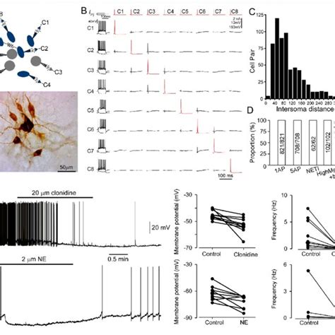 chemical transmission between lc ne neurons a simultaneous