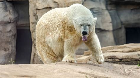 Do Polar Bears Hibernate Interesting Facts About Bear Facts About Bears Polar Bear Polar