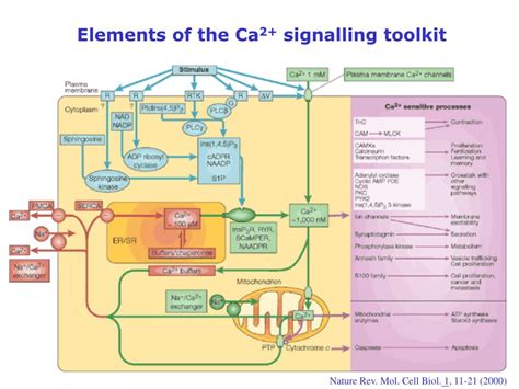 Ppt The Four Units Of The Ca 2 Signalling Network Powerpoint