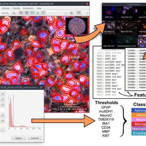 Figure S Creating Training Data Example Of The QuPath Interface To Download Scientific
